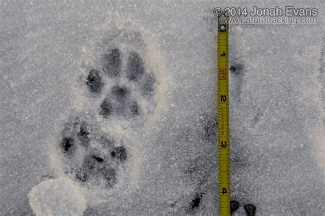 Fox Tracks Vs Coyote Tracks In Snow
