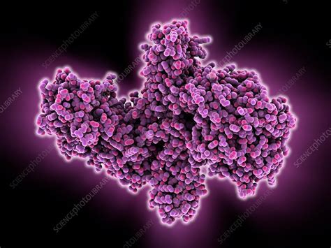 Botulinum Toxin A Molecular Model Stock Image C013 9619 Science