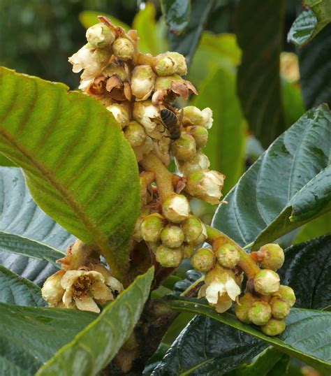 Japonska Nešplja Mojih 12 Klarnic