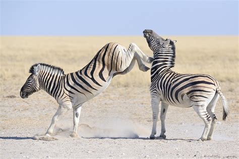 Zebra Fights Zebra In Wild Waterhole Battle 500px
