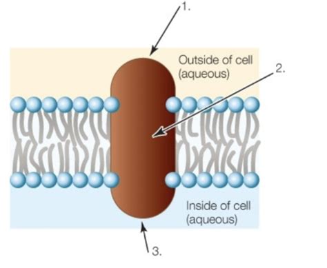 Biology Exam 2 Flashcards Quizlet
