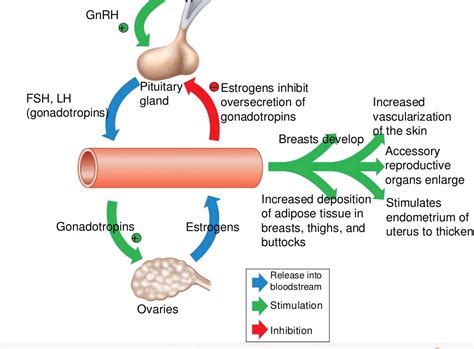 The Image Contains A Diagram Showing The Studyx