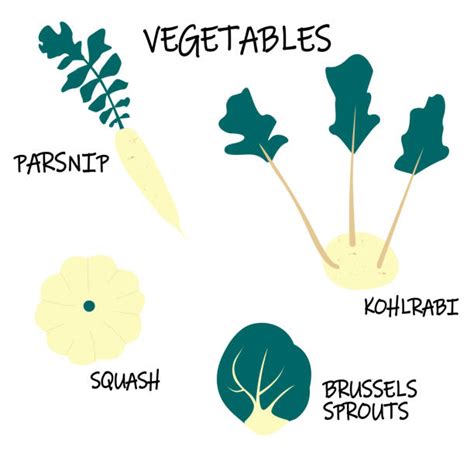 870 parsnip stock illustrations royalty free vector graphics and clip