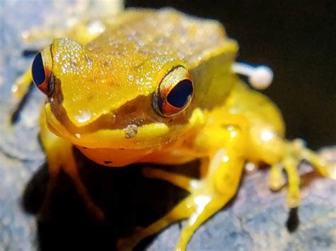 Wild Discovery Reveals Frog And Mushroom Joined At The Hip Sciencealert