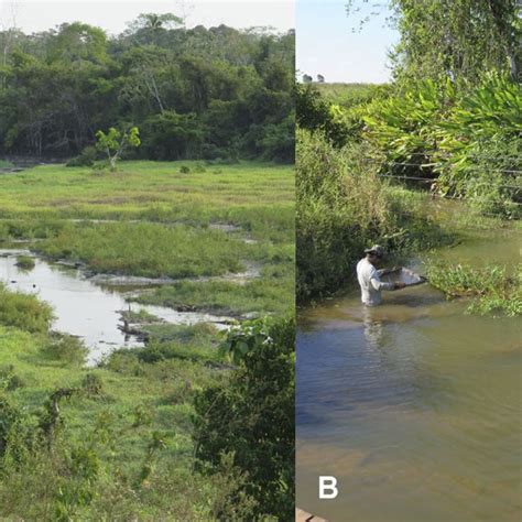 Stream Inhabited By Microschemobrycon Cryptogrammus Type Locality A