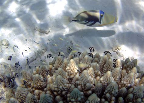 Maldives Picasso Triggerfish Blue Green Damsels And White Tailed Humbugs