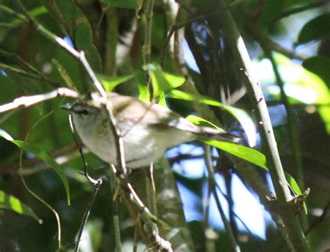 Gerygone Birds In Backyards
