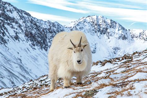 The Old Goats Colorado Central Magazine