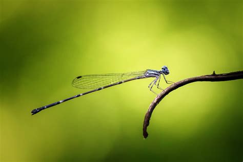 Free Photo Damselfly Dragonfly Fly Insect Free Download Jooinn