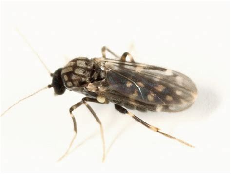 Orbivirus Flashcards Quizlet