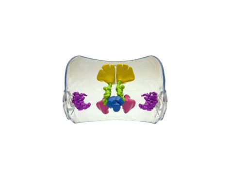 Clear Sinus Labeling Quiz