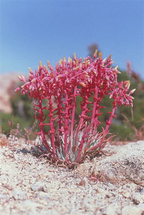 Edible Plants In Mojave Desert At Leo Hart Blog