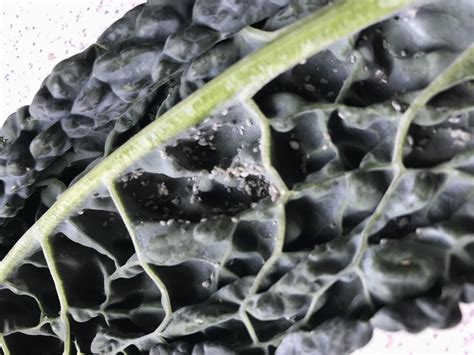 What Are These White Bugs On My Kale R Gardeninguk