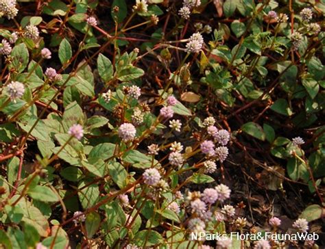 Nparks Polygonum Capitatum