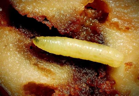 Olive Fruit Fly Infestation At Charlotte Smartt Blog