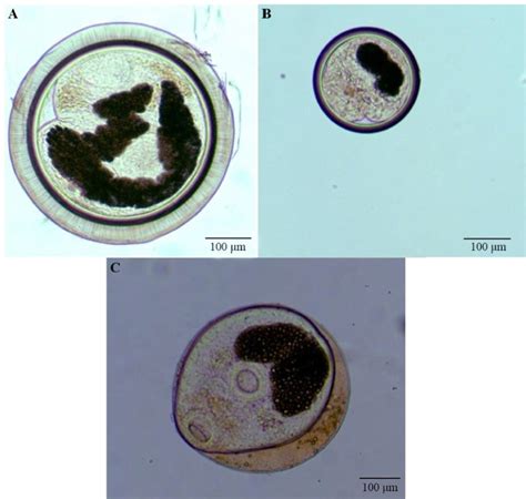 The Metacercariae Of Prosthogonimus A The P Cuneatus Metacercaria B
