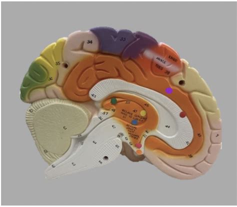 Brain Diagram Quizlet