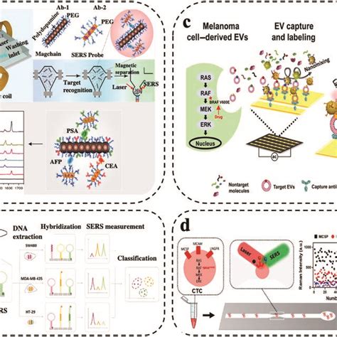 Barcode Enabled Multiplexing On Sers Microfluidic Systems A Michip