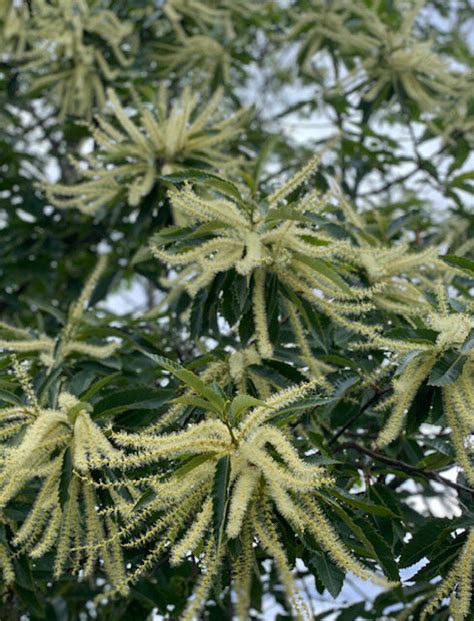 Bojo Do Luar — Home