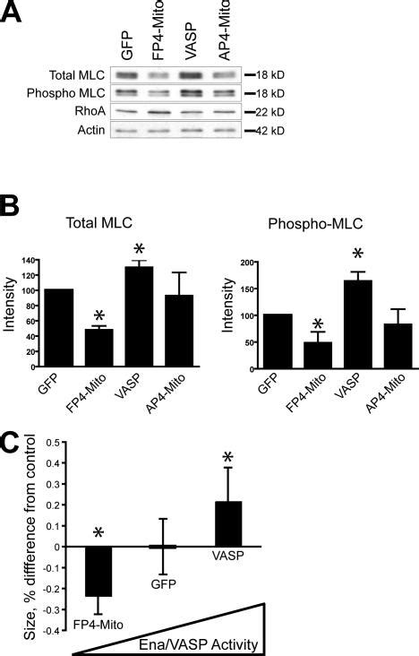 Enavasp Activity Affects Actomyosin Contractility A Western Blots