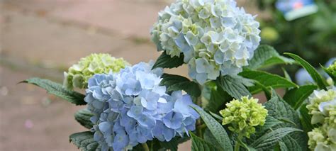 Hydrangea Pflanzen Rosen Online Kaufen Im Rosenhof Schultheis