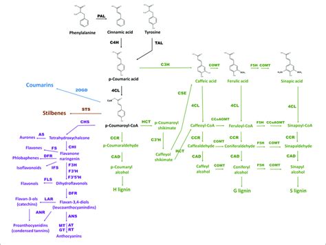 The Scheme Of Phenylpropanoid Biosynthesis Including Pathway Branches