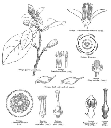 Rutaceae Alchetron The Free Social Encyclopedia