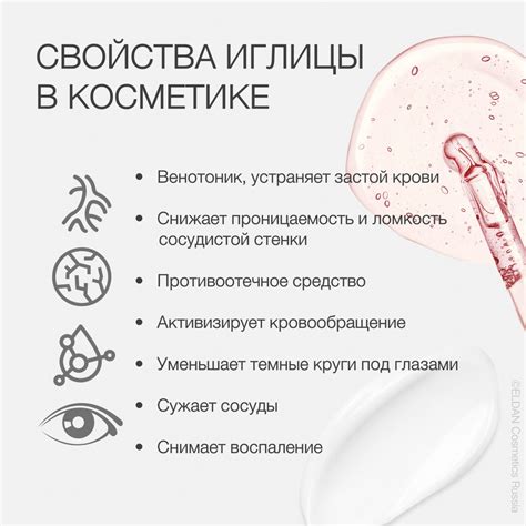 Иглица понтийская: лечебные свойства и применение — ELDAN Cosmetics