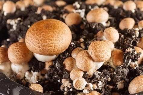 Mushroom Substrate Nutrients Out Grow