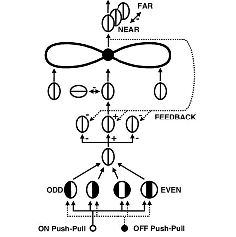 Schematic Of The Bcs Circuit Odd And Even Simple Cells Process The On