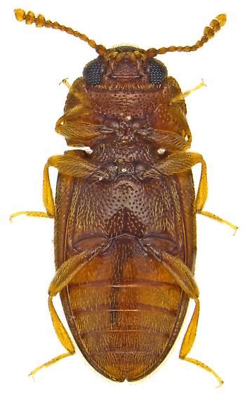 Cryptophagus Cryptophilus Angustus Bugguidenet