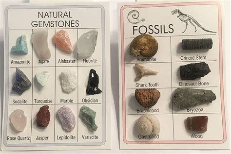 Dinosaur Fossil Identification Chart Outlet Emergencydentistry Com Dinosaur Fossil Identification Chart Outlet Emergencydentistry Com