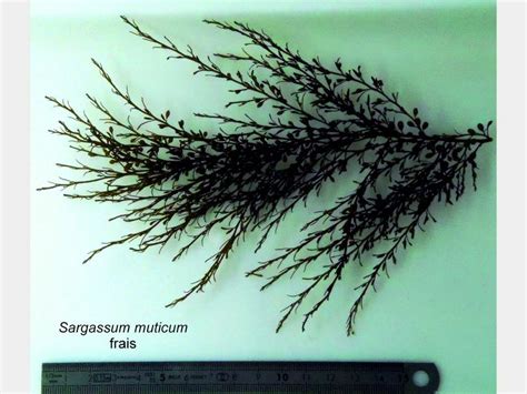 Sargassum Muticum Organismes Marins