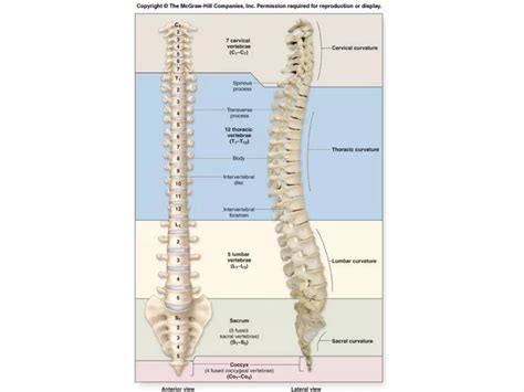 Vertebral Column Or Back Bone Vertebrae Cervical Thoracic Lumbar