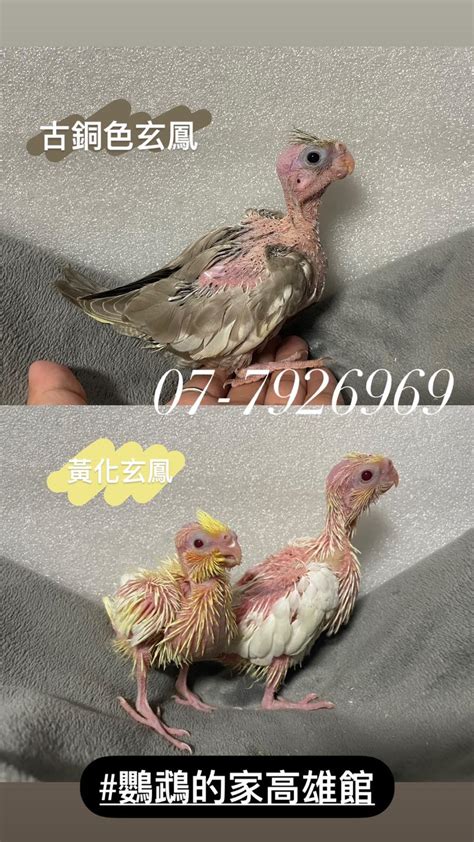 鸚鵡的家 高雄館 幼鳥報到🌱 古銅色玄鳳 黃化玄鳳 這古銅色真的超美😉 目前只有一隻