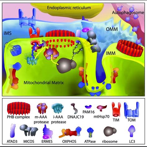 The Role Of The Prohibitin Phb Complex In Mitochondrial Homeostasis