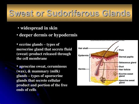 Ppt Skin And Intergumen System Powerpoint Presentation Free Download
