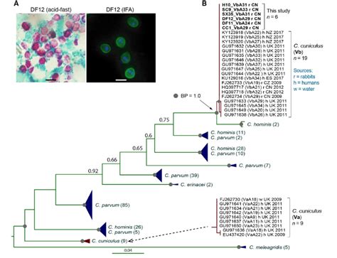 Morphology Of Oocysts And Gp60 Subtyping Of Cryptosporidium Cuniculus