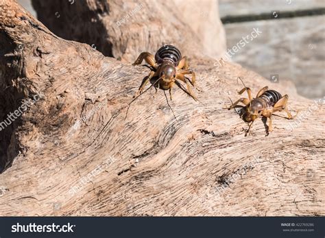 Potato Bug Crying Sound At Clair Matthews Blog