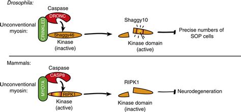 Schematic Model Depicting The Evolutionary Conserved And Unifying