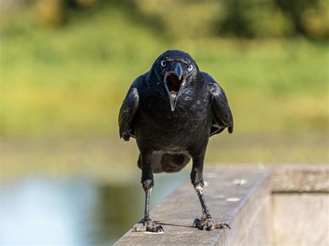 Flock Of Crows Caw In Panic To Alert Humans To Save Their Drowning