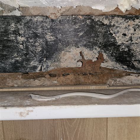 Damp Patch Diynot Forums