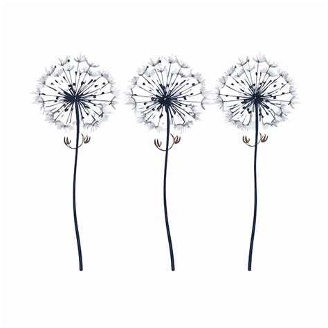 Dandelion Outline Template