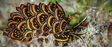 Nudibranch Sea Slug