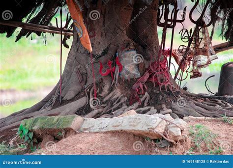 Massive Tree Roots Causing Biological Weathering Stock Photo CartoonDealer Com 165092010