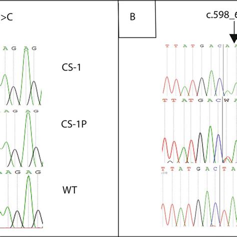 Genetic Analysis Of Genomic Dna Electropherogram Showing A The Splice