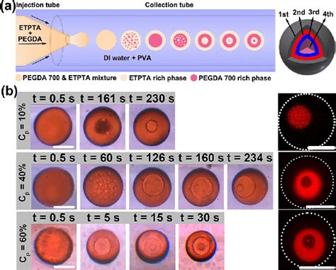 A Schematics Of The Capillary Microfluidic Device Used For Preparing