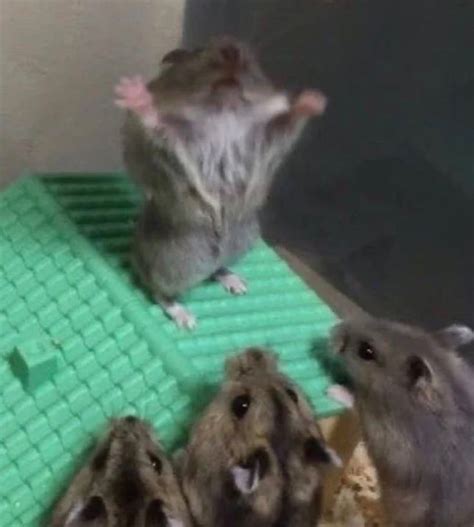 Hamster Memes Hilarious