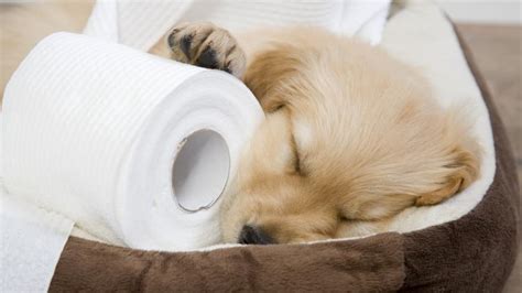 Who Will Get Behind Loo Roll Zero Rating Campaign Accountingweb