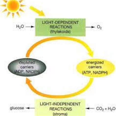 Light Dependent Reactions Flow Chart